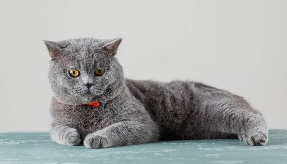 Kucing British Shorthair: Ciri, Jenis, Cara Merawat, dan Harga Terbaru ...
