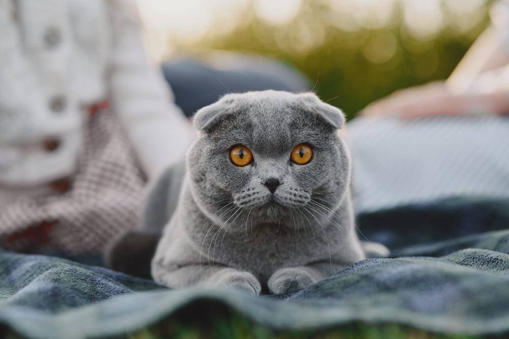 Mengenal Kucing Scottish Fold: Si Manis Berlipat Telinga yang Menawan ...