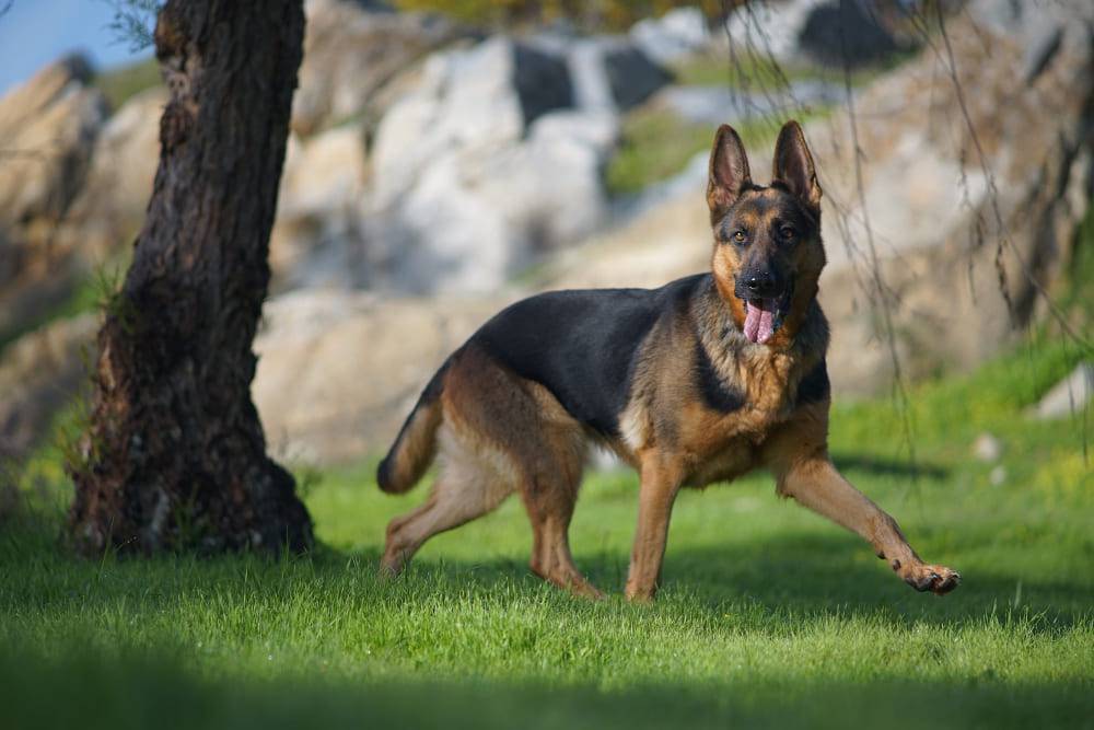 Anjing German Shepherd: Si Cerdas, Tangguh, dan Setia Pendamping Sejati ...