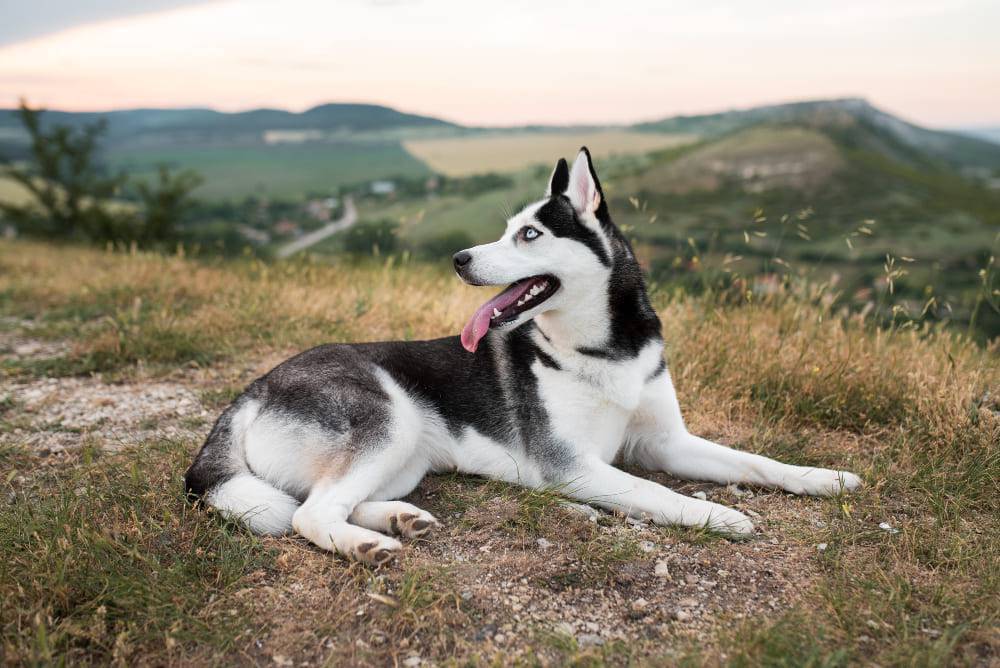 Mengenal Anjing Alaskan Malamute: Si Raksasa Lembut dari Kutub ...