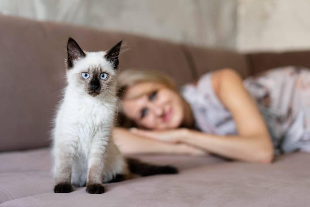 Kucing Himalaya: Si Elegan dari Pegunungan Genetik | Panduan Lengkap ...
