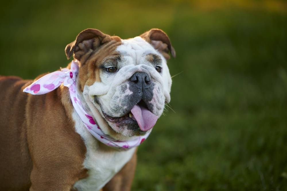 American Bully: Anjing Gagah yang Setia dan Penuh Kasih | Panduan ...