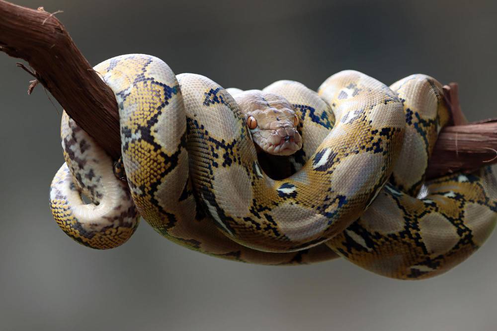 Mengenal Ball Python (Sanca Bola): Ular Jinak yang Cocok untuk Pemula ...