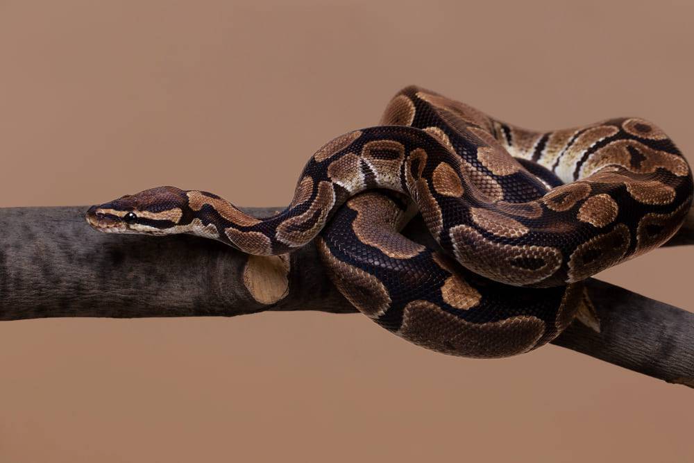 Mengenal Ular Reticulated Python (Sanca Kembang): Si Raksasa Berpola ...