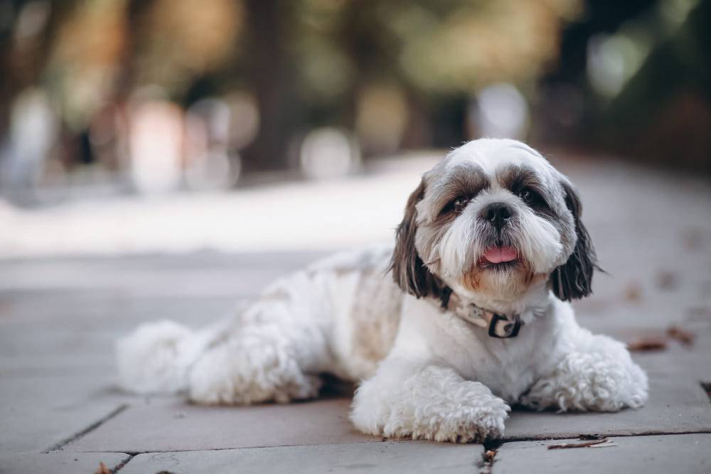 Mengenal Anjing Shih Tzu: Si Anjing Istana yang Manis dan Menggemaskan ...