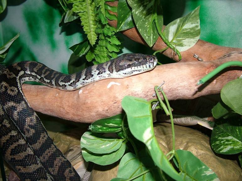 Mengenal Carpet Python (Sanca Karpet) – Ular Cantik dari Australia ...