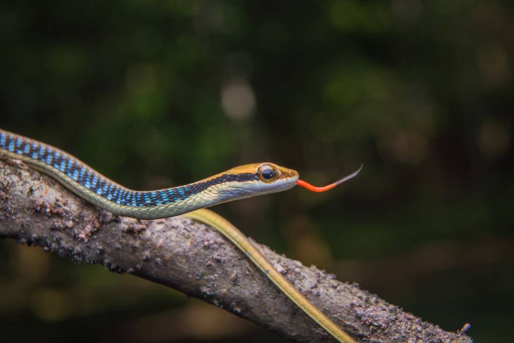 Mengenal Sunbeam Snake: Ular Pelangi yang Misterius | Panduan Lengkap ...