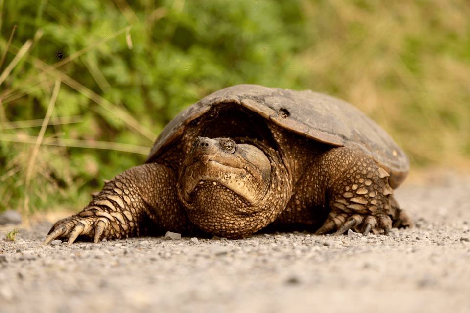 Mengenal Kura-Kura AST (American Snapping Turtle): Si Petarung Purba ...
