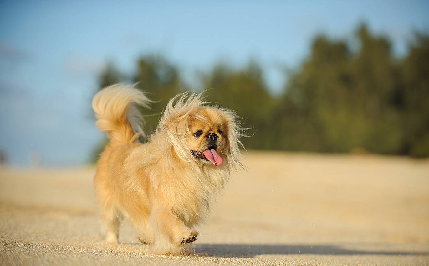 Mengenal Anjing Pekingese: Si Kecil dari Istana Kekaisaran | Panduan ...