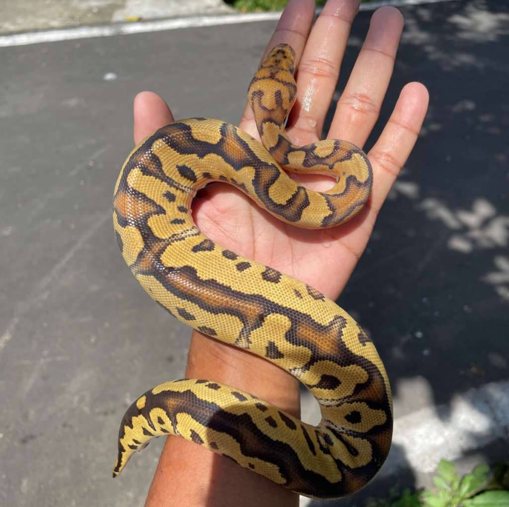 Ballphiton vanilla clown - Beli di Rumah Hewan