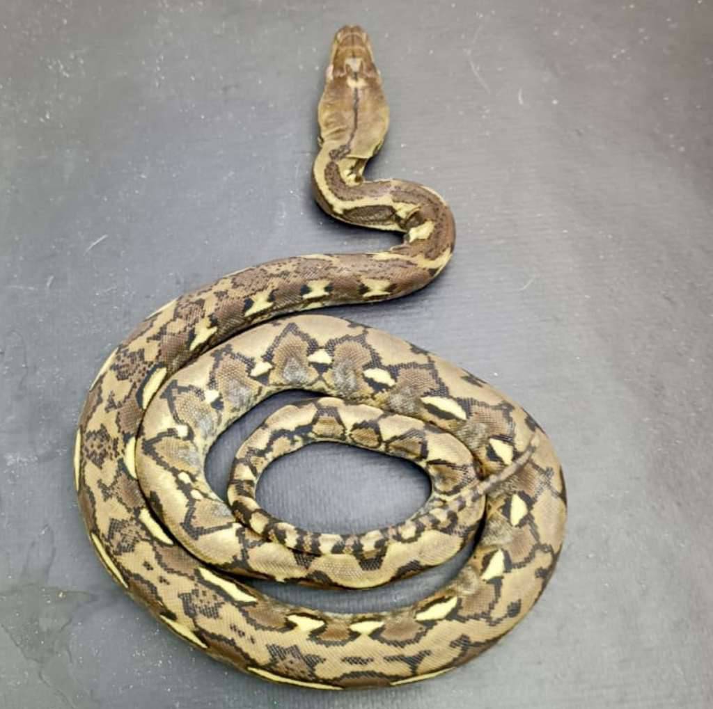 Retic Normal - Beli di Rumah Hewan