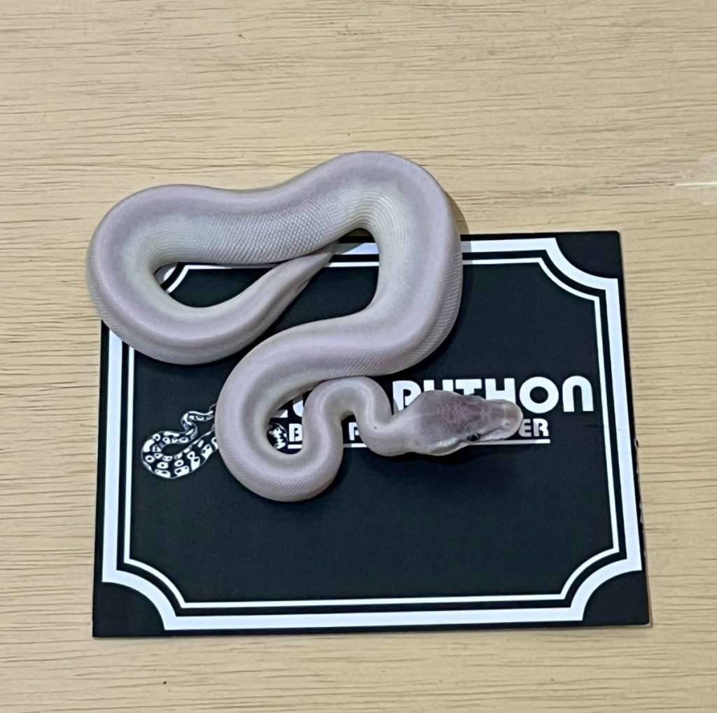 Super Mojave Ball Python [2025030301] - Beli di Rumah Hewan