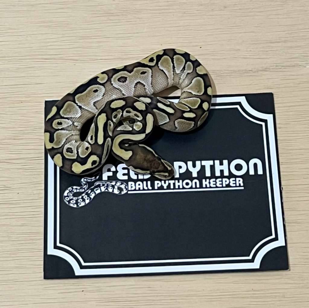 Lesser Ball Python [2025030601] - Beli di Rumah Hewan