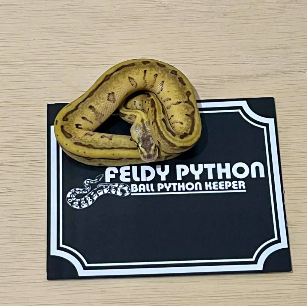 Enchi Leopard Lemonblast Ball Python [2025040101] - Beli di Rumah Hewan
