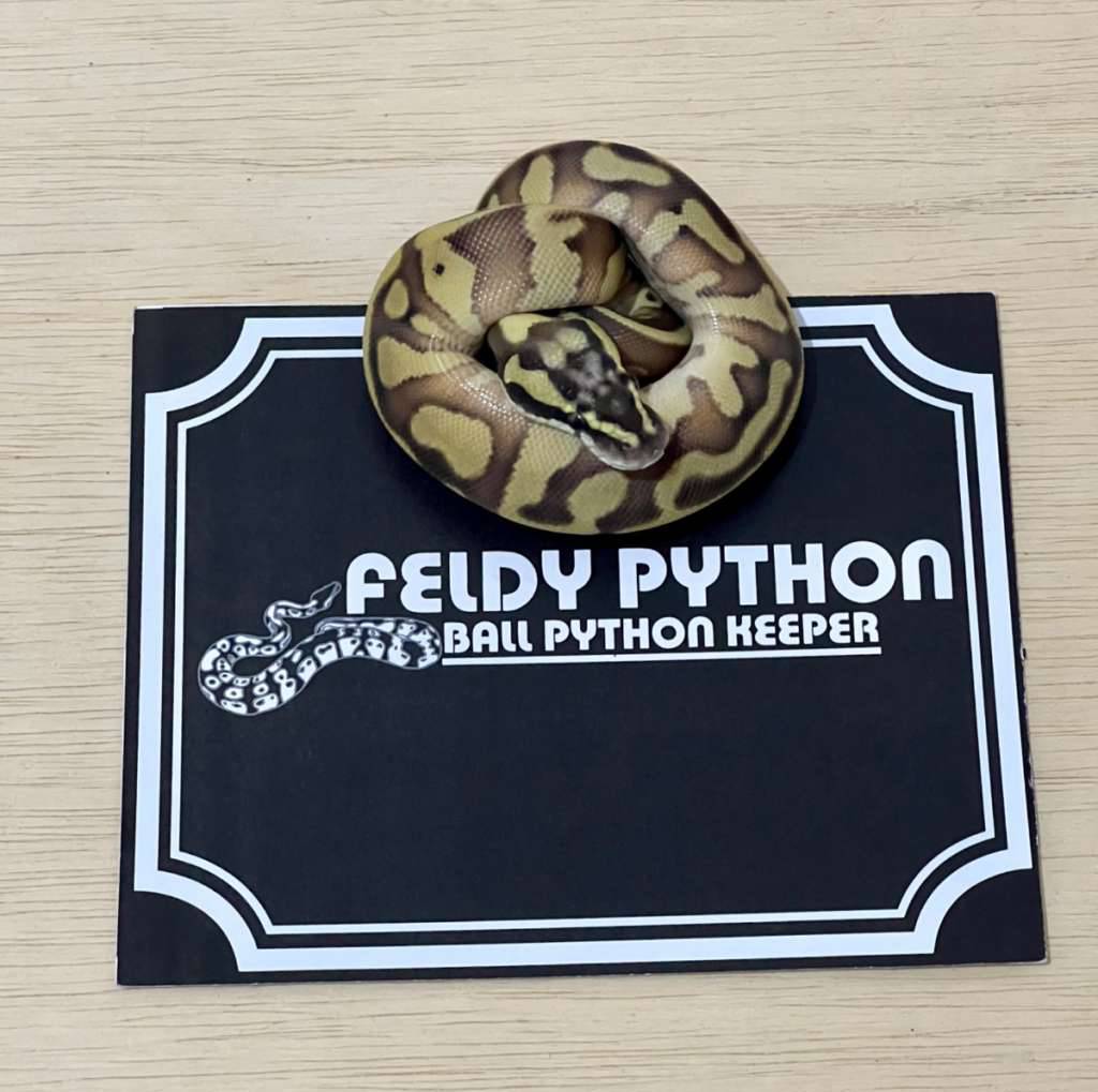 Enchi Leopard Pastave Ball Python [2025040210] - Beli di Rumah Hewan