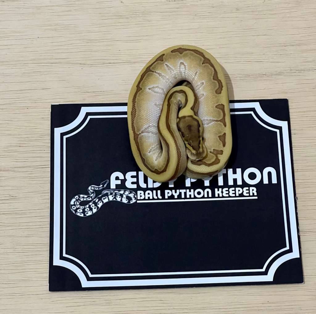 Enchi Leopard Pinstripe Ball Python [2025040701] - Beli di Rumah Hewan