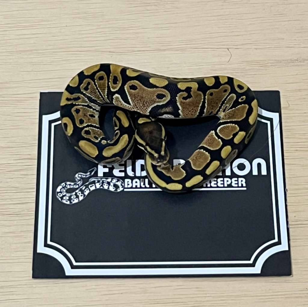 het Lavender Ball Python [2025050401] - Beli di Rumah Hewan