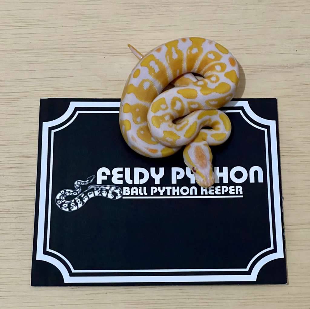Lavender Ball Python [2025050601] - Beli di Rumah Hewan