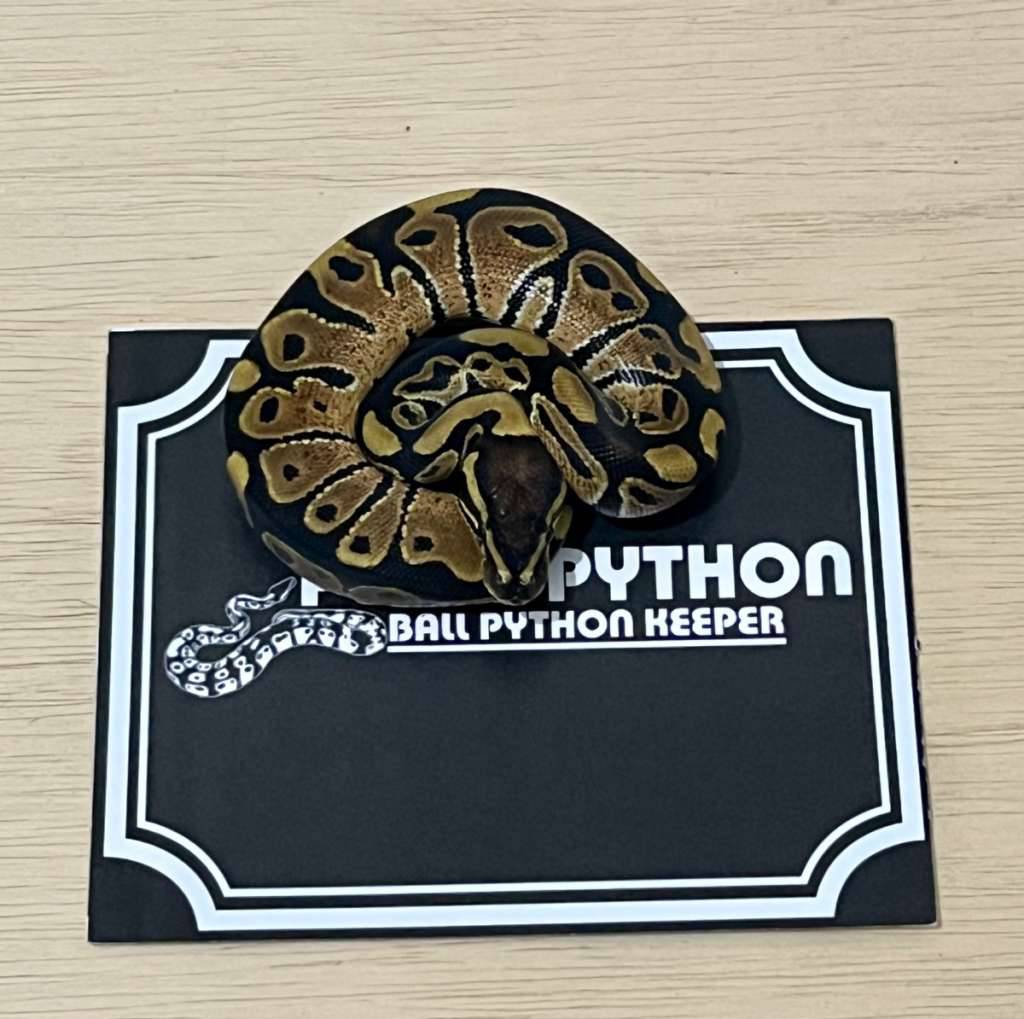 het Lavender Ball Python [2025050810] - Beli di Rumah Hewan