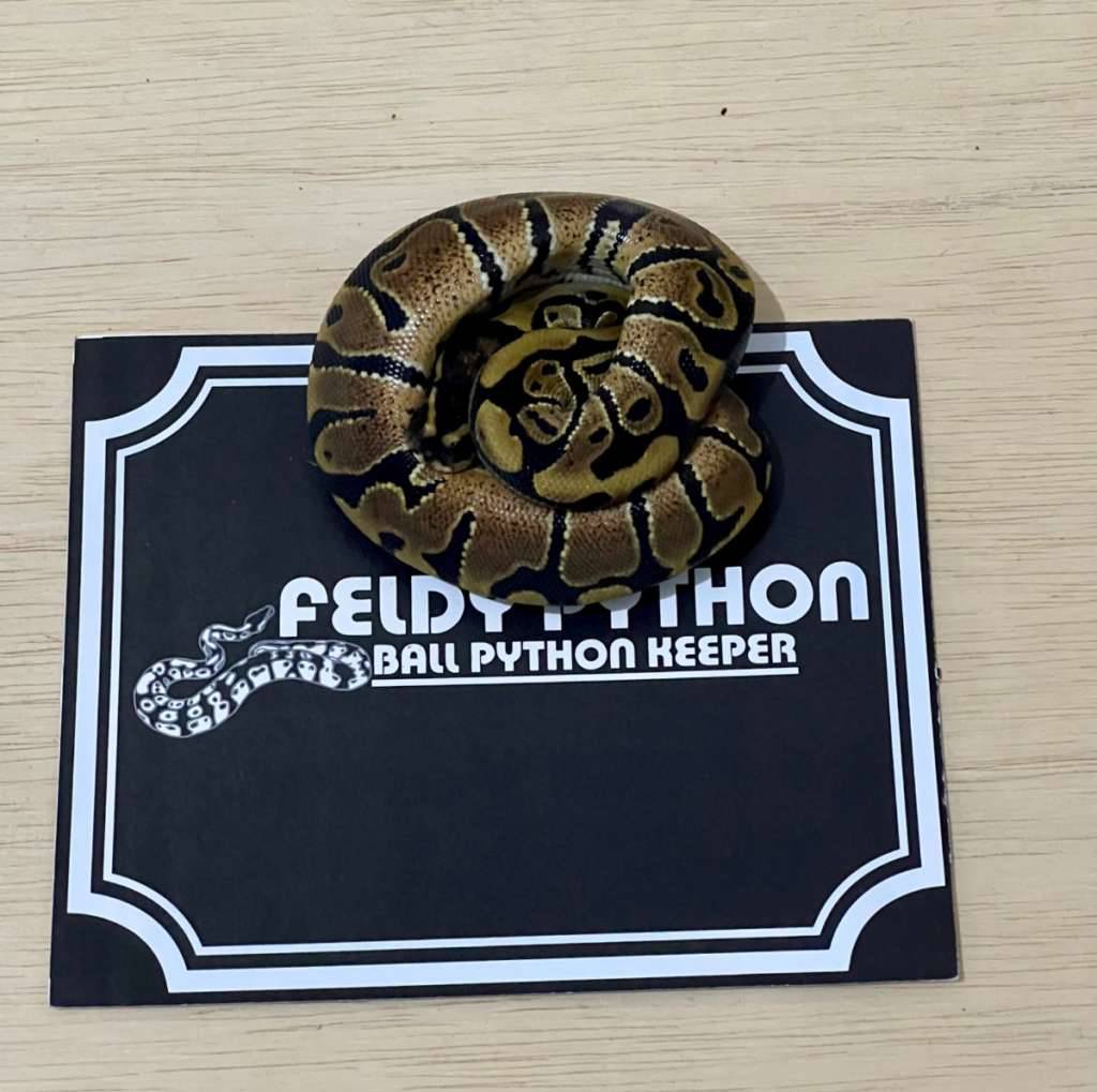 het Lavender Ball Python [2025050910] - Beli di Rumah Hewan