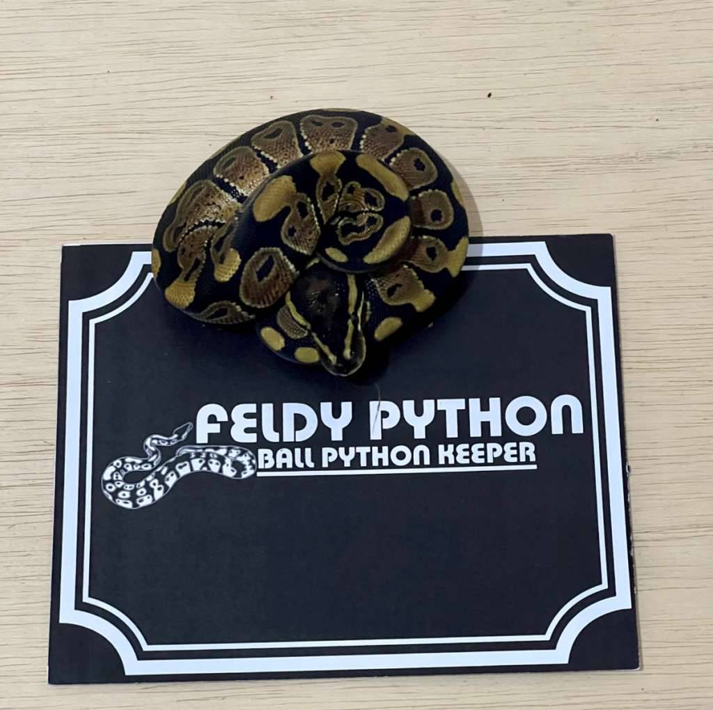 het Lavender Ball Python [2025051010] - Beli di Rumah Hewan