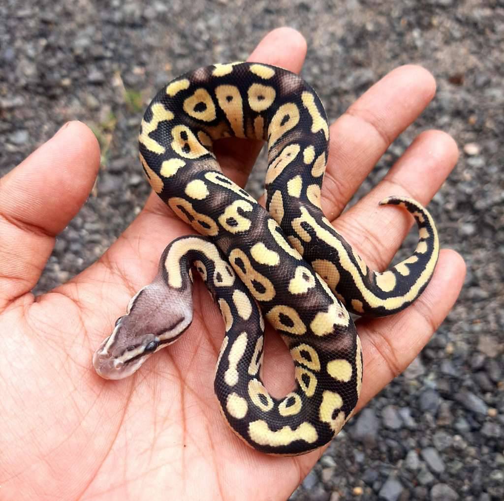 Ball Python Pastel - Beli di Rumah Hewan