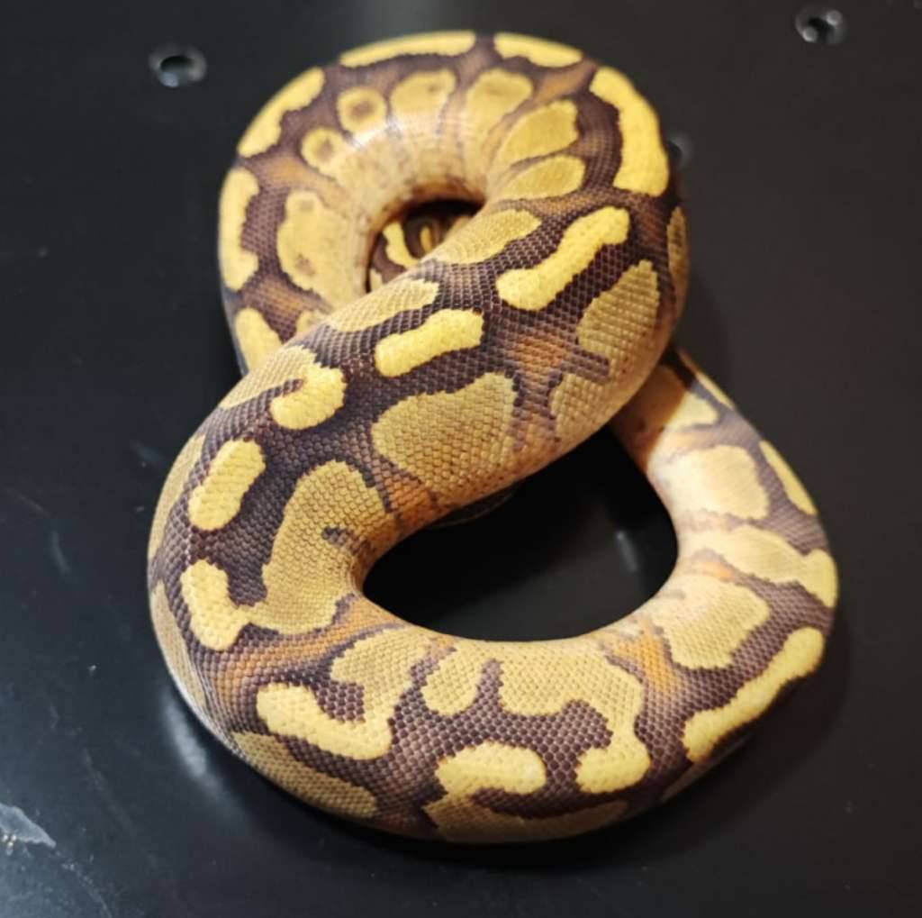 Ball Python Enchi Yellow Belly ph DG - Beli di Rumah Hewan