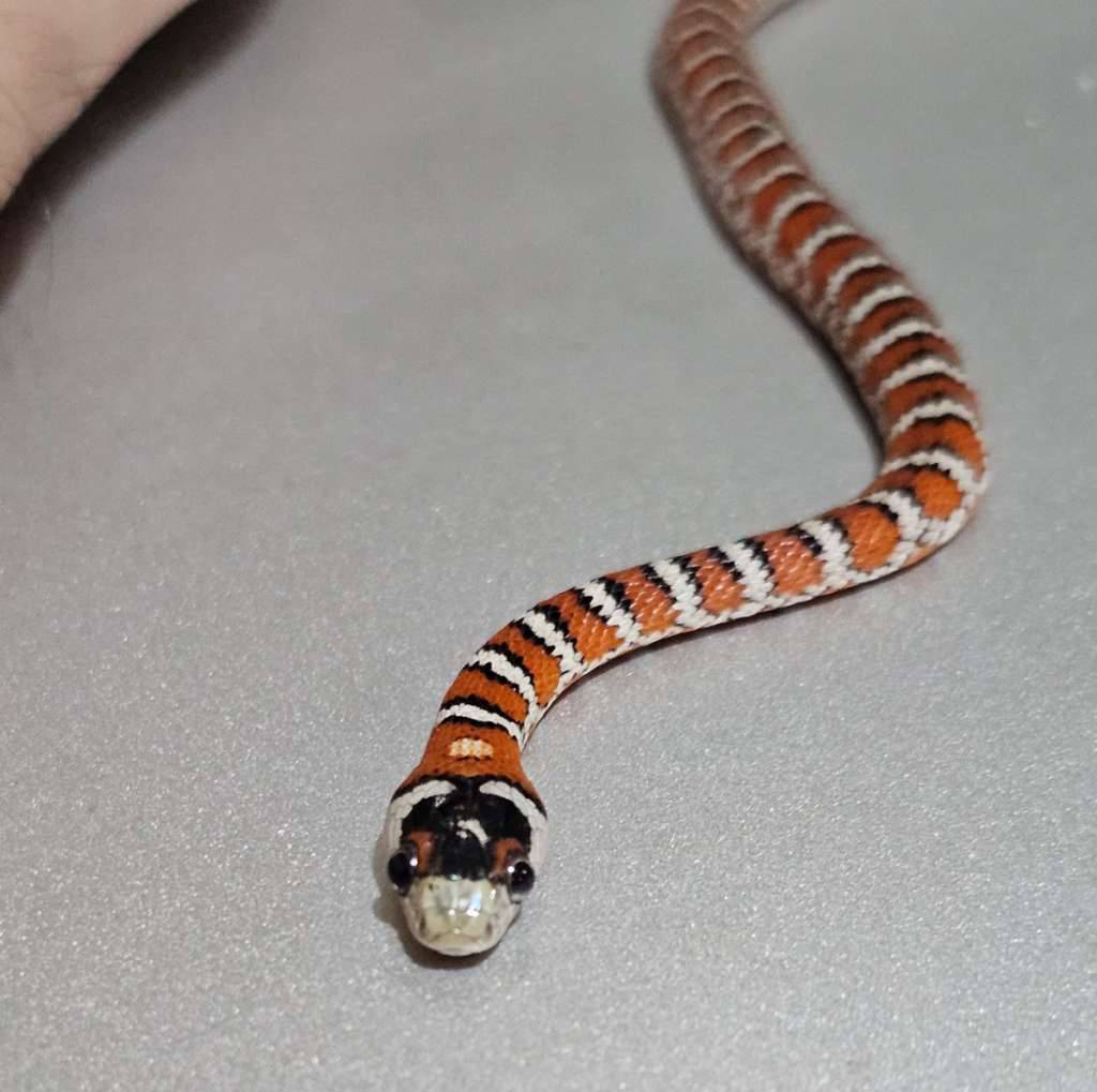 Arizona Mountain Kingsnake/Pyromelana Knoblochi - Beli di Rumah Hewan
