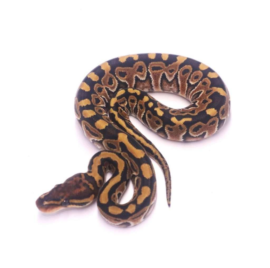 special poss het clown monsoon - Beli di Rumah Hewan