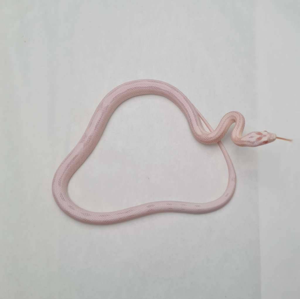 Coral Snow Stripe - Beli di Rumah Hewan